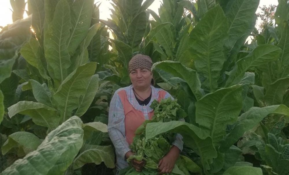 Este producţie record de tutun în Dolj! Un producător a făcut 2000 de ...